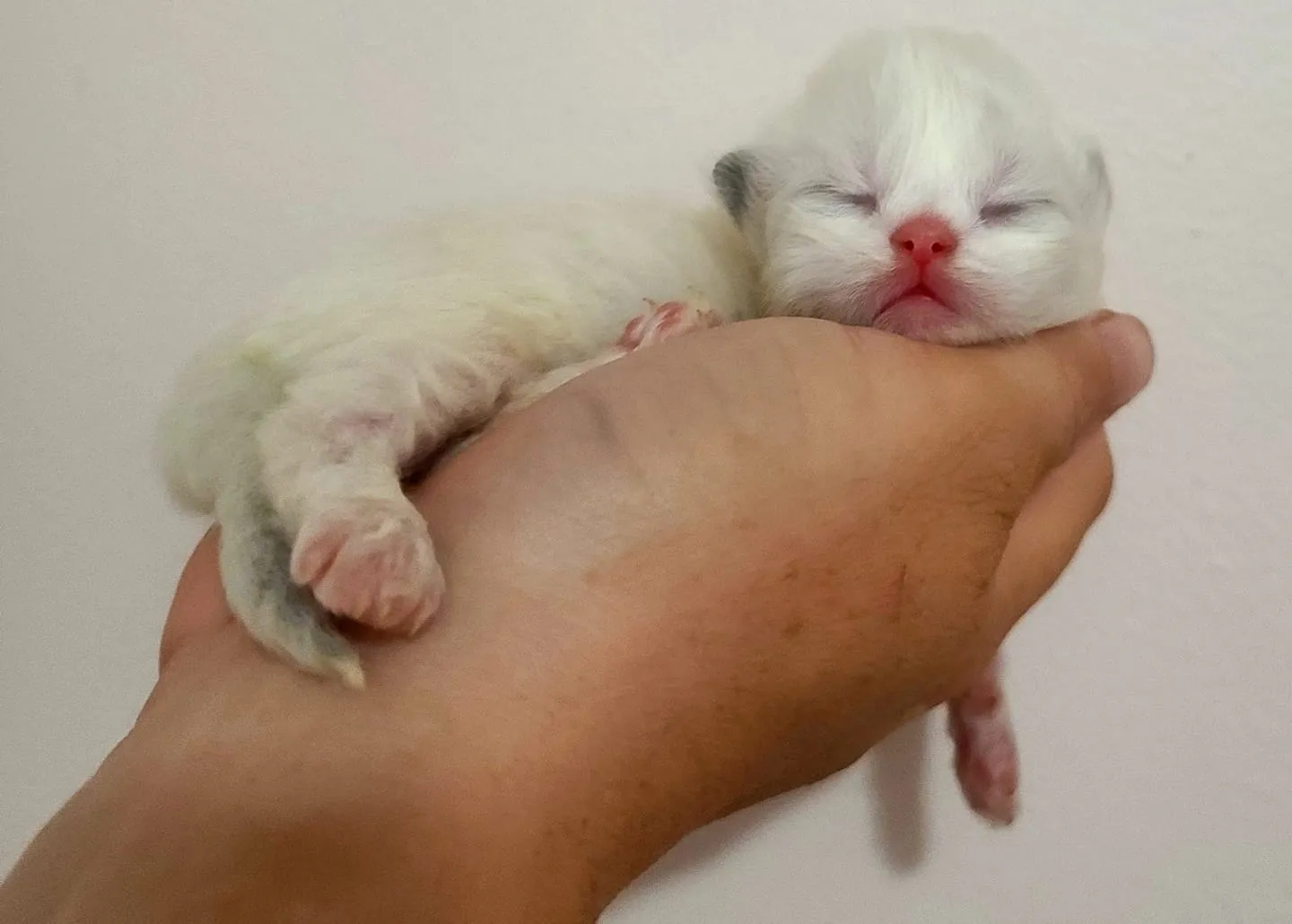 Breed Information - Ragdoll Cats