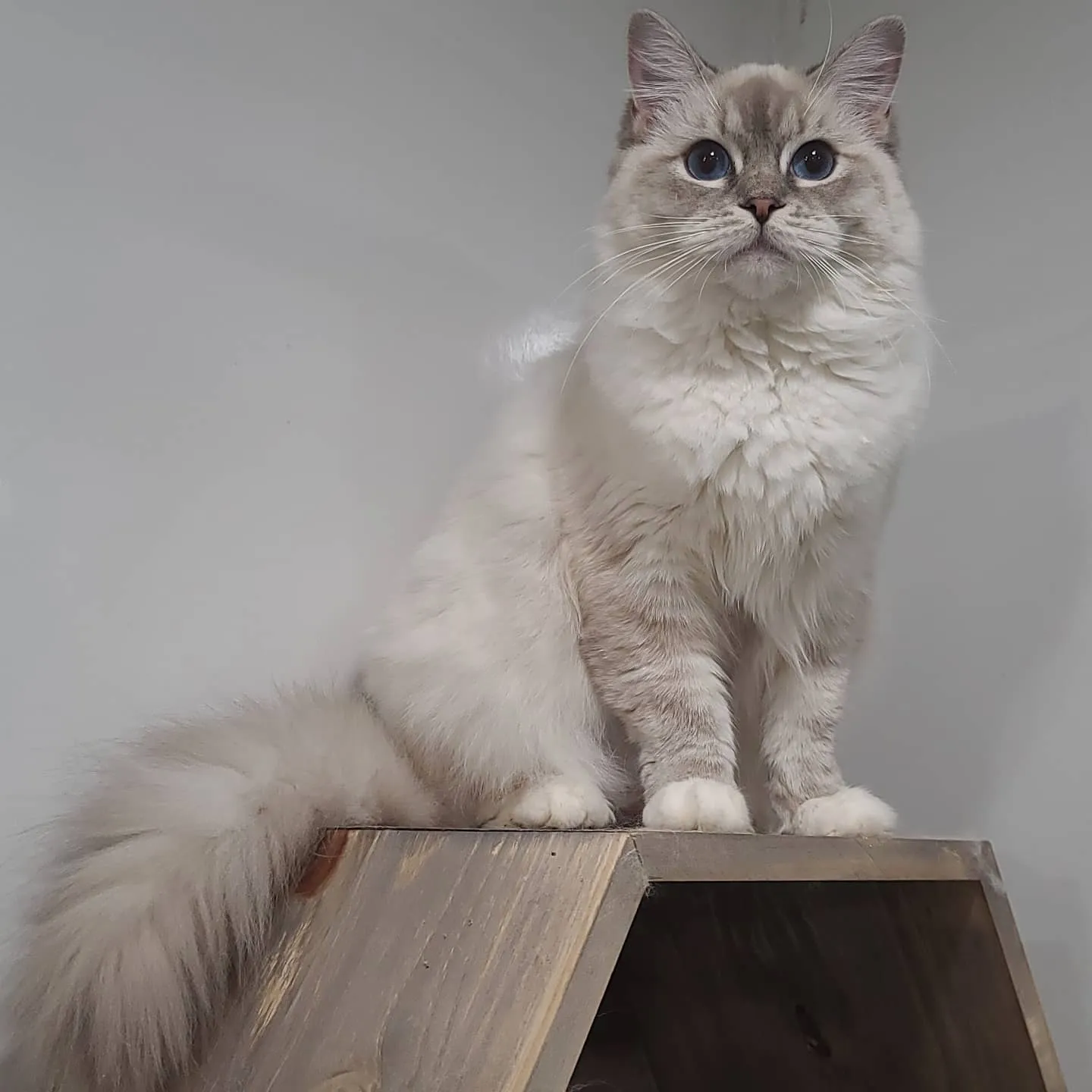 Ragdoll Queens - Ragdoll Cats